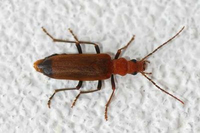 Borer Treatment Service in Wellington & Manawatu Regions – Pestproof™